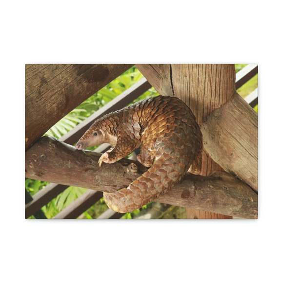 Express Your Love Gifts | Art | African Tree Pangolin Hanging On The ...